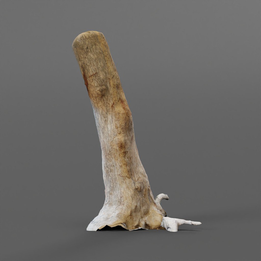 Tree Trunk | FREE Trees models | BlenderKit
