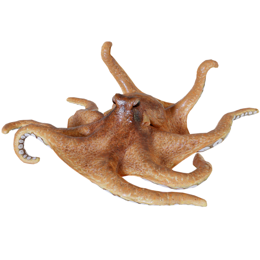 Octopus | Fish models | BlenderKit