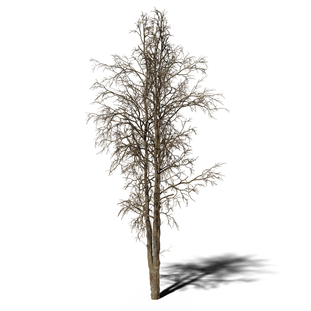 Dead Tree v1 | FREE Trees models | BlenderKit