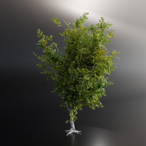 Birch tree | FREE Trees models | BlenderKit