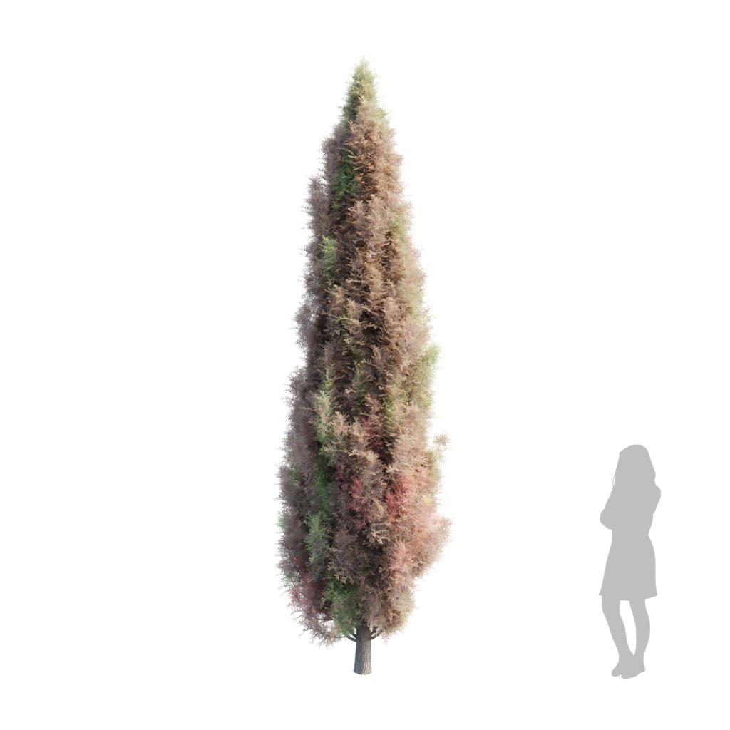 BlenderKit | Download the Bushe Mediterranean Cypress3 Dying model