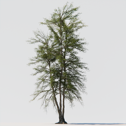 Tree 03 | Trees models | BlenderKit
