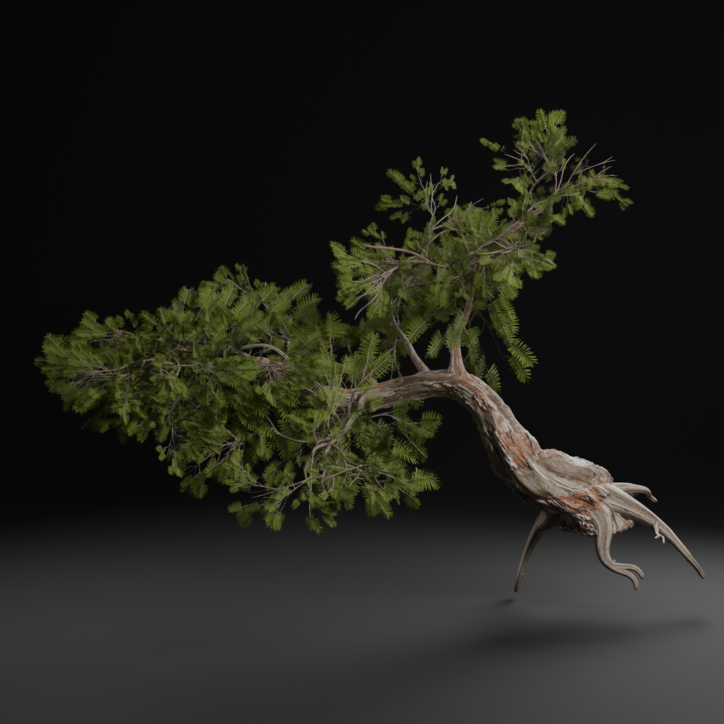 Pinus Pinea Mediterranean | FREE Trees models | BlenderKit