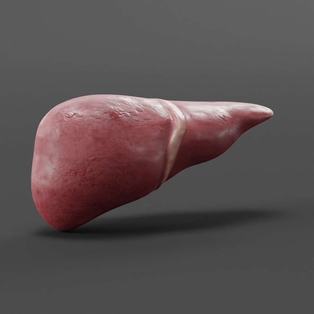 Stylized Digestive System | FREE Internal Organs models | BlenderKit