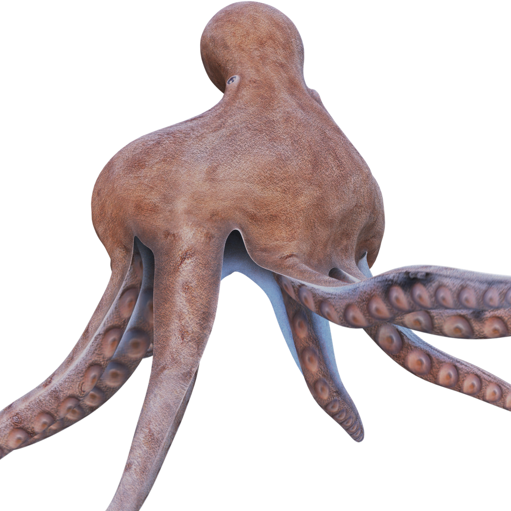 Common Octopus | Fish models | BlenderKit