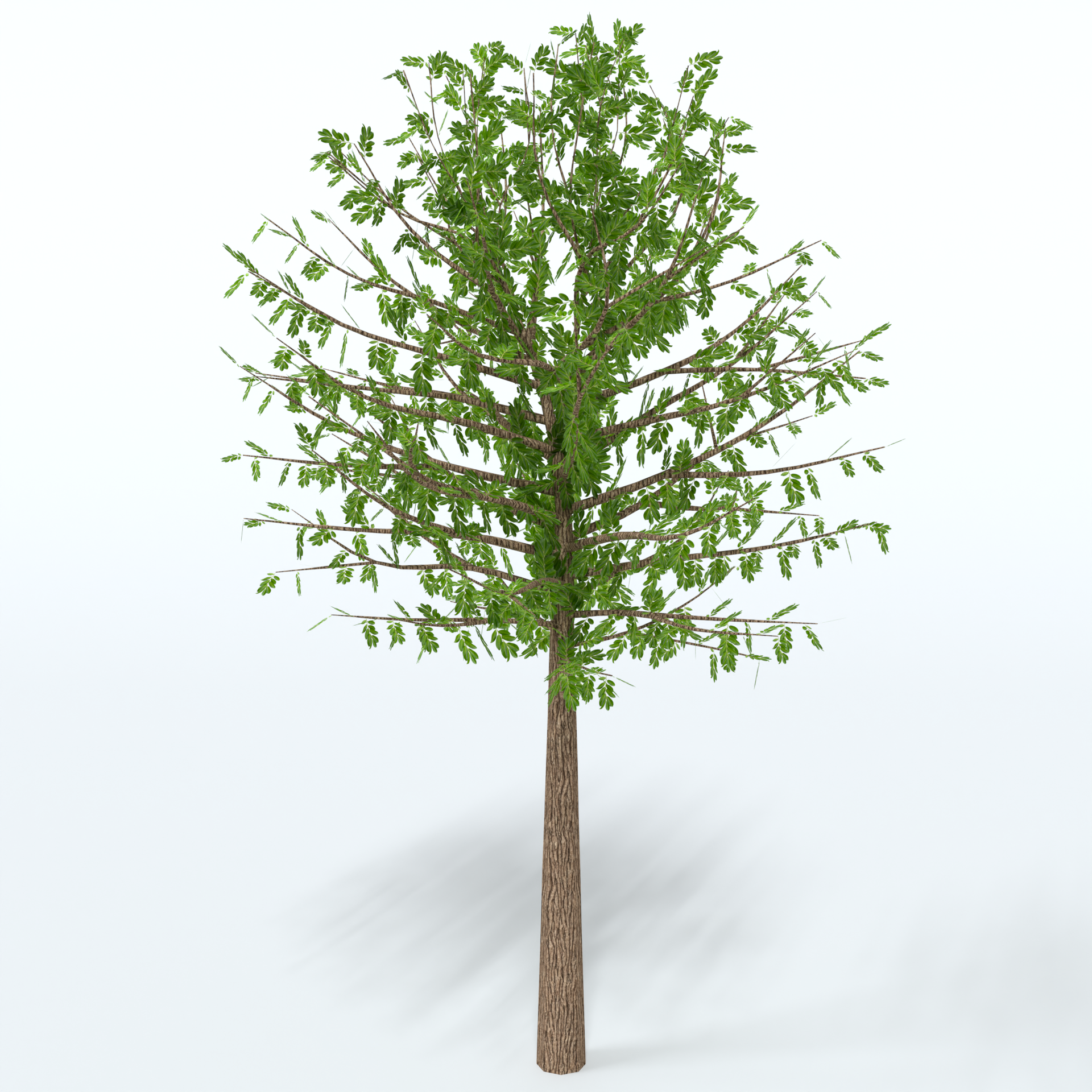 Forest Tree | Trees models | BlenderKit