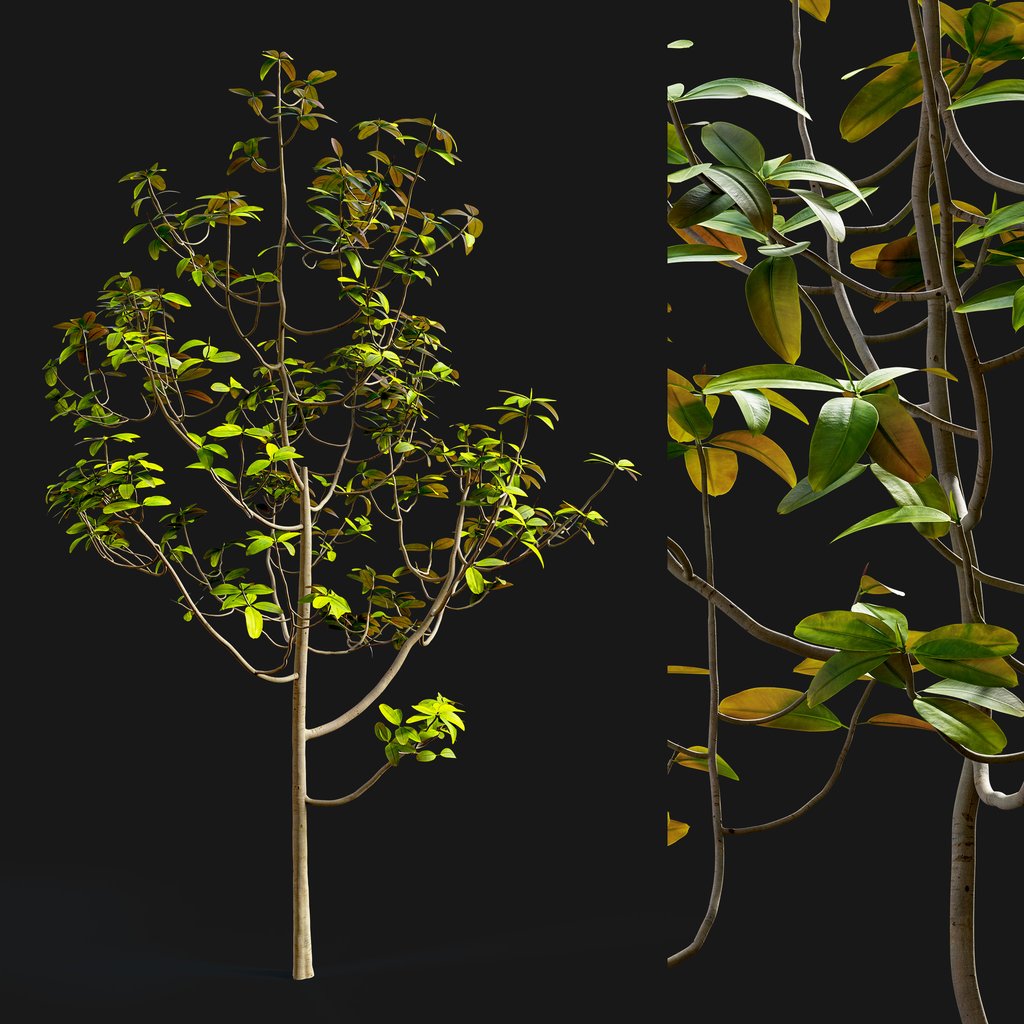 Ficus Tree | Trees models | BlenderKit