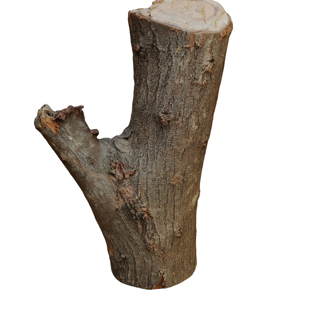 Scan Trunk Model | FREE Outdoor Plants models | BlenderKit