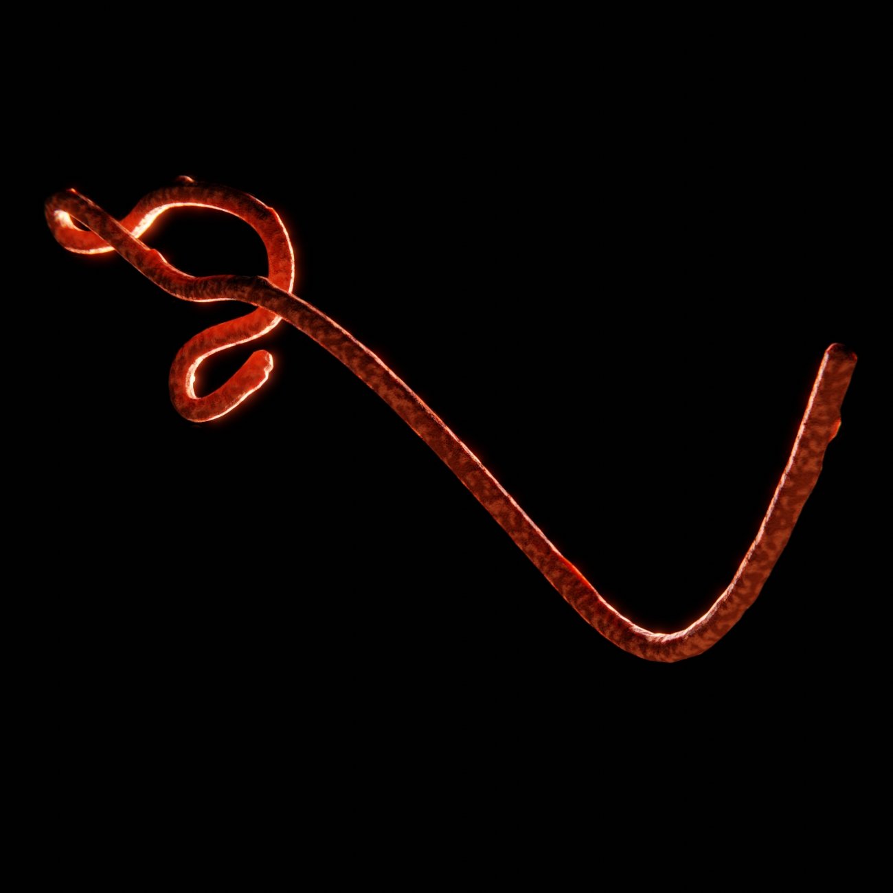 Ebola Virus | Microbiology models | BlenderKit