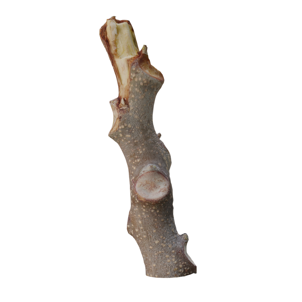 Log | Trees models | BlenderKit