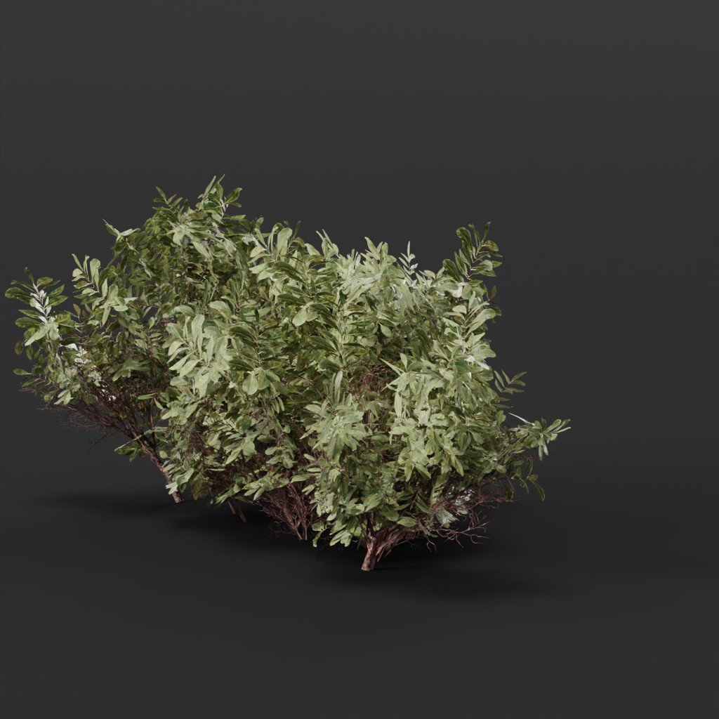Button Bush Medium Thin | Outdoor Plants models | BlenderKit