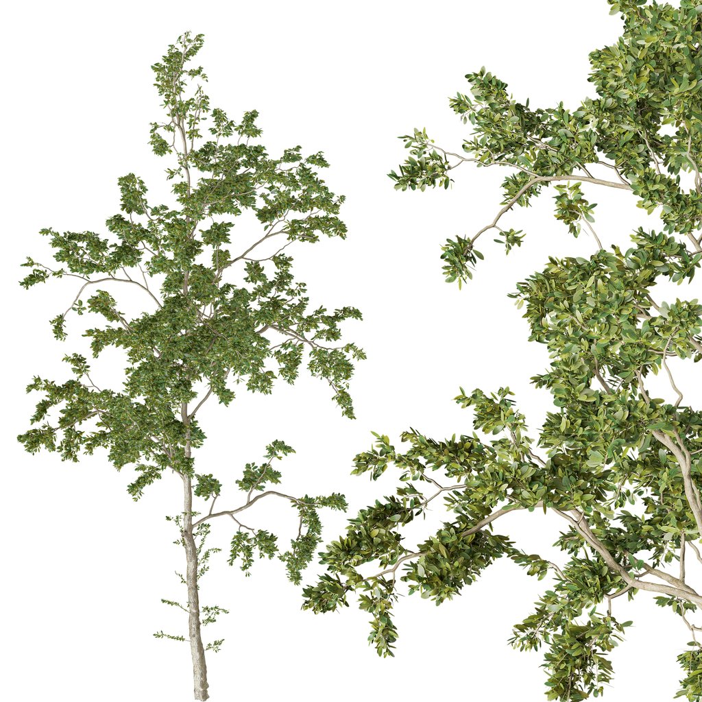 Tree 08 | Trees models | BlenderKit