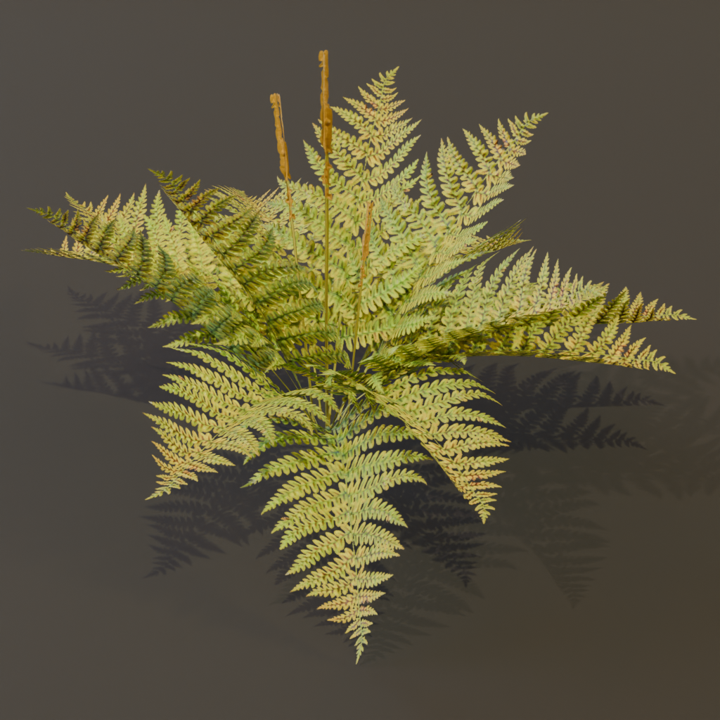 Cinnamon Fern Large | Outdoor Plants models | BlenderKit