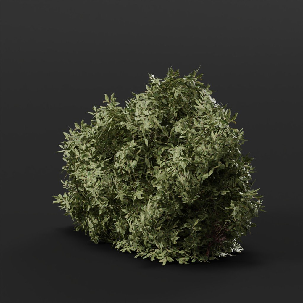 Button Bush Large Long | Outdoor Plants models | BlenderKit