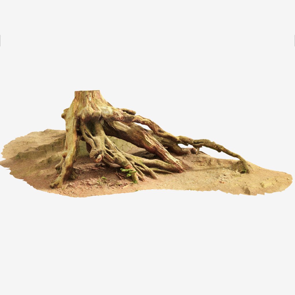 Large Tree Stump Roots PBR Scan | Trees models | BlenderKit