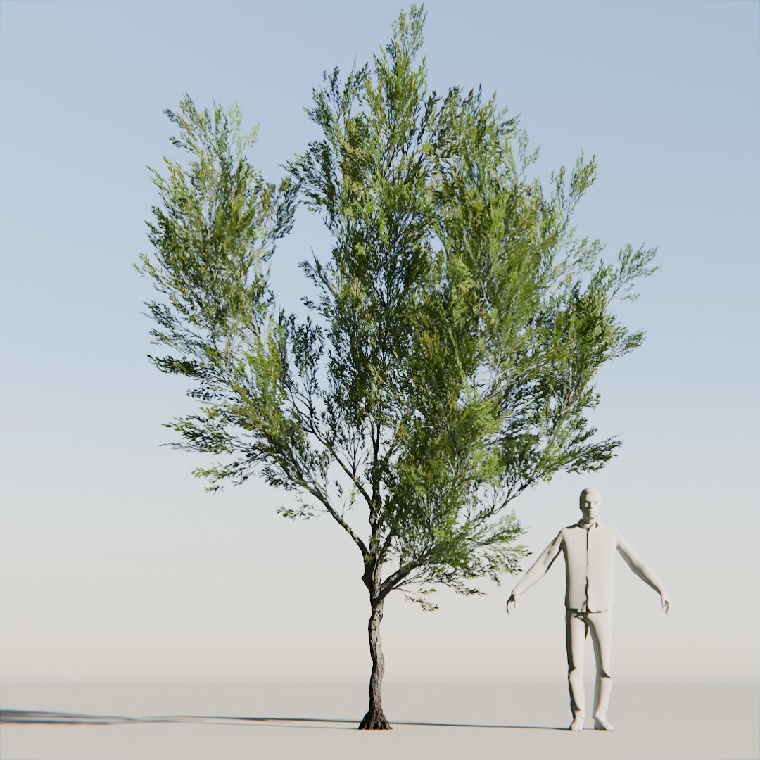 Coral bark tree animated lowpoly | Trees models | BlenderKit