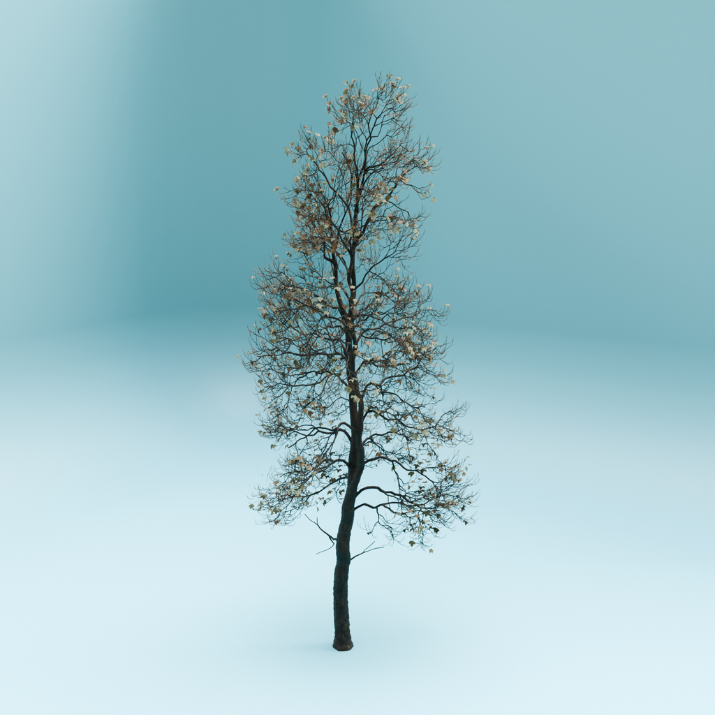 Tree variation in autumn 05 | FREE Trees models | BlenderKit