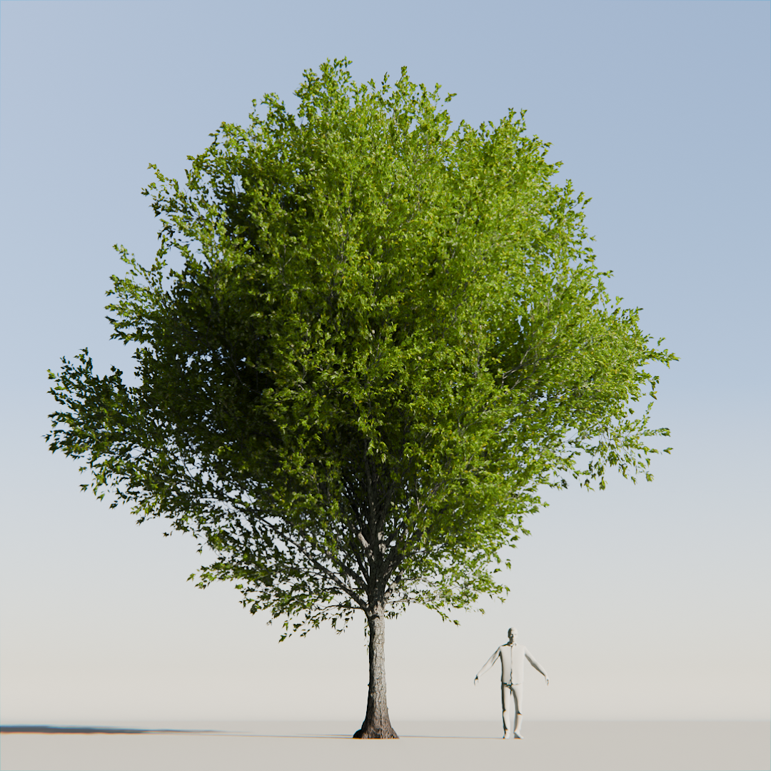 American beech tree variation | Trees models | BlenderKit