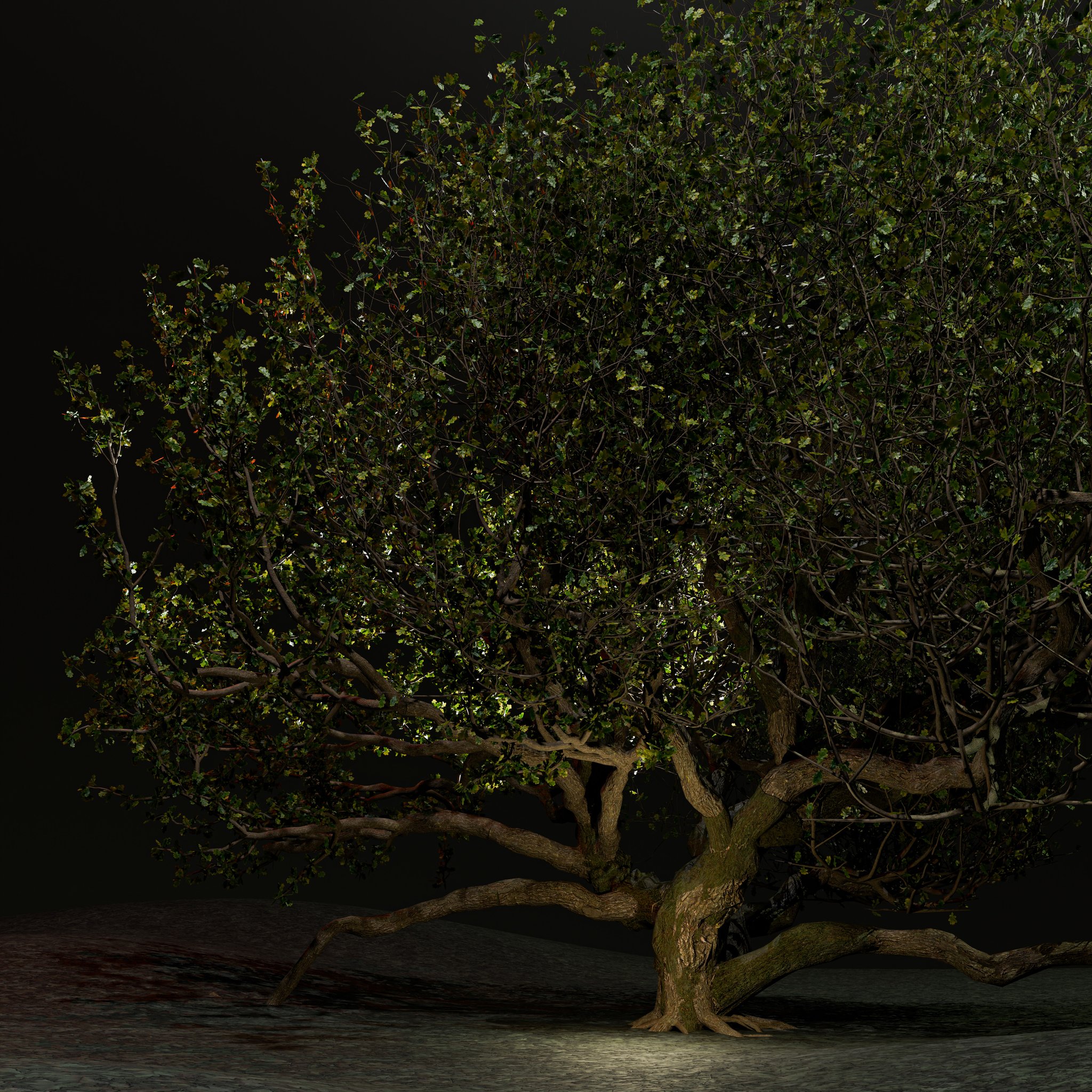 Old oak tree | Trees models | BlenderKit
