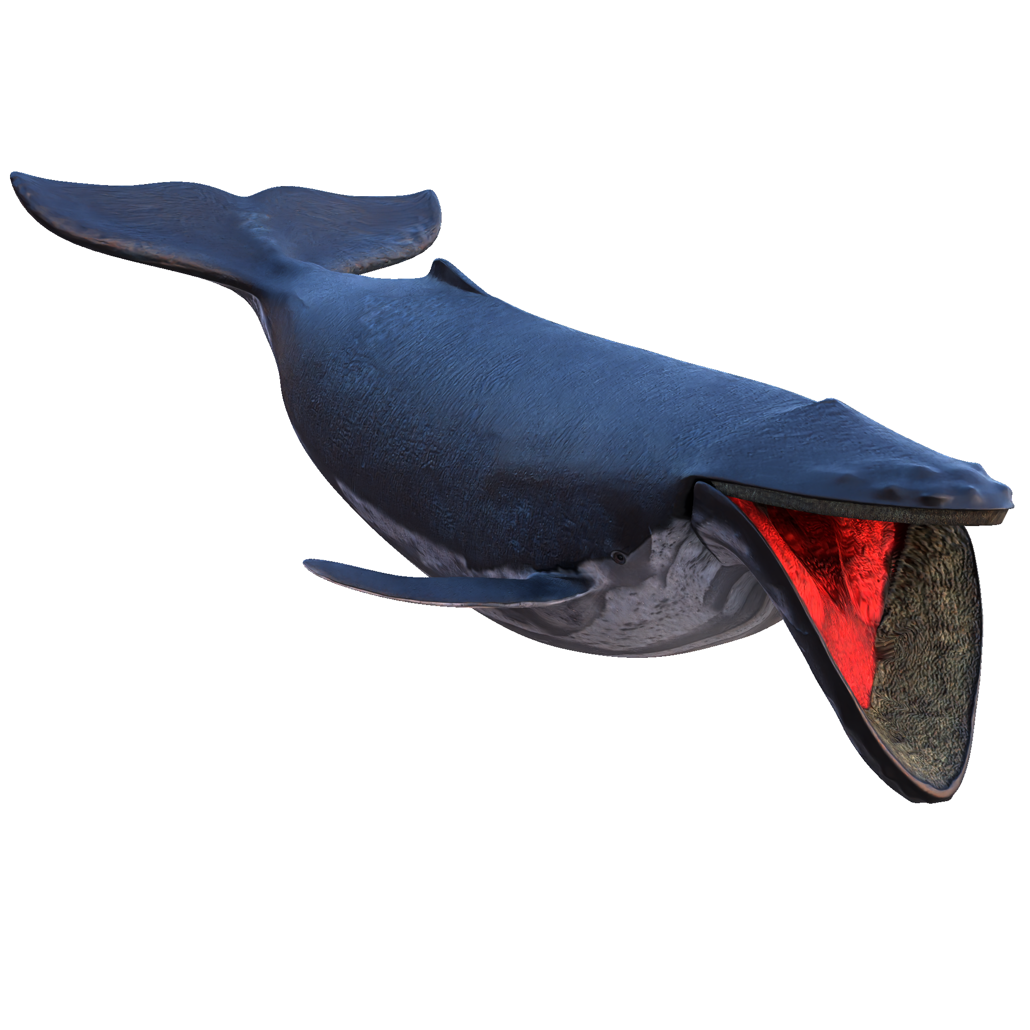 Humpback Whale | Mammals models | BlenderKit