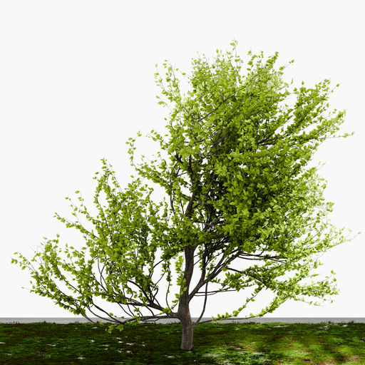 Decidious Tree | Trees models | Blendkit