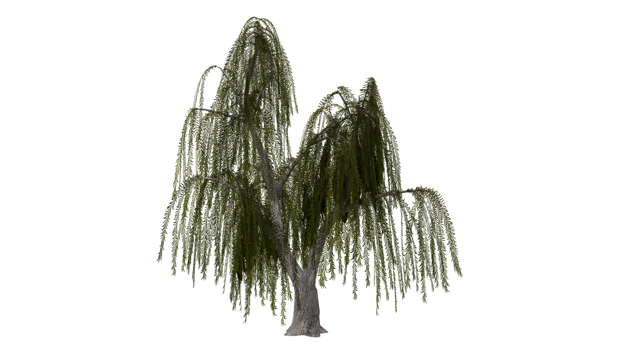 Willow Tree | Trees models | BlenderKit