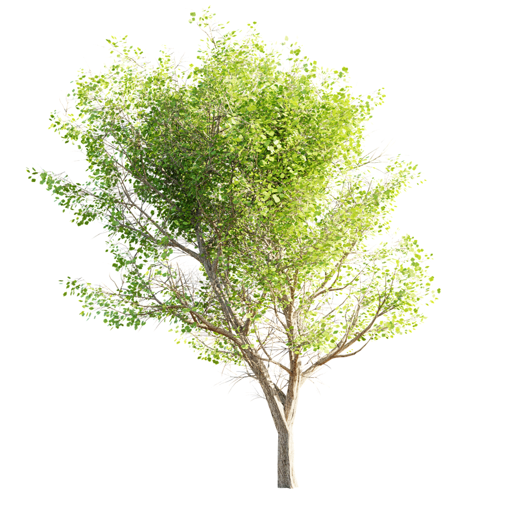 Tree LOD 0 | FREE Trees models | BlenderKit