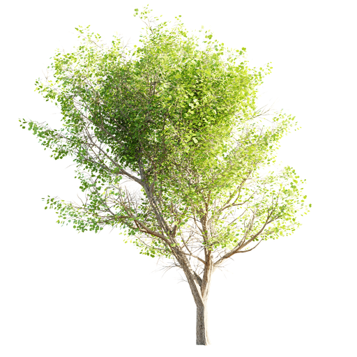 Tree LOD 0 | FREE Trees models | BlenderKit