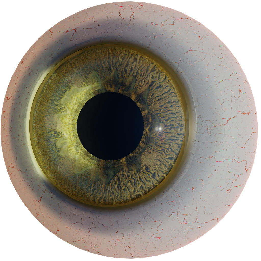 Eyeball | FREE 3D Head models | BlenderKit