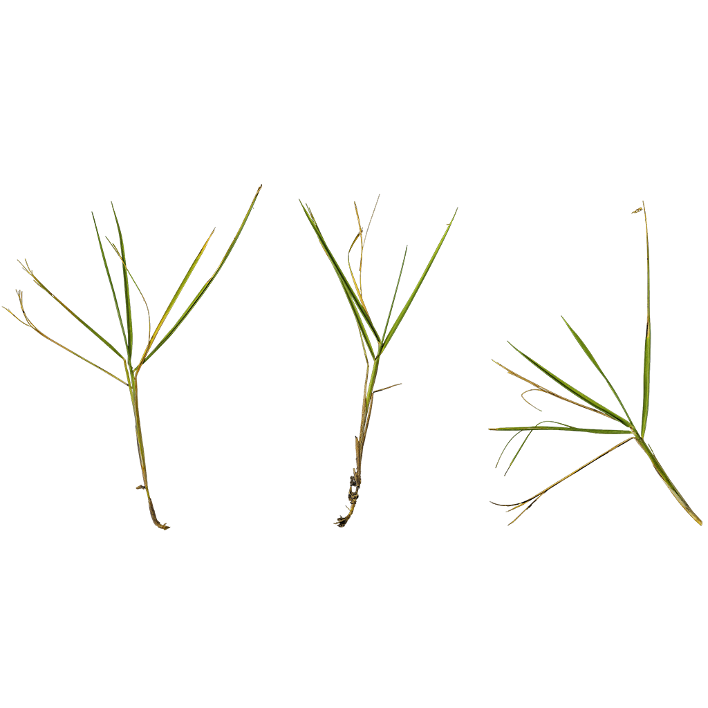 Zoysia japonica Atlas | FREE grass materials | BlenderKit
