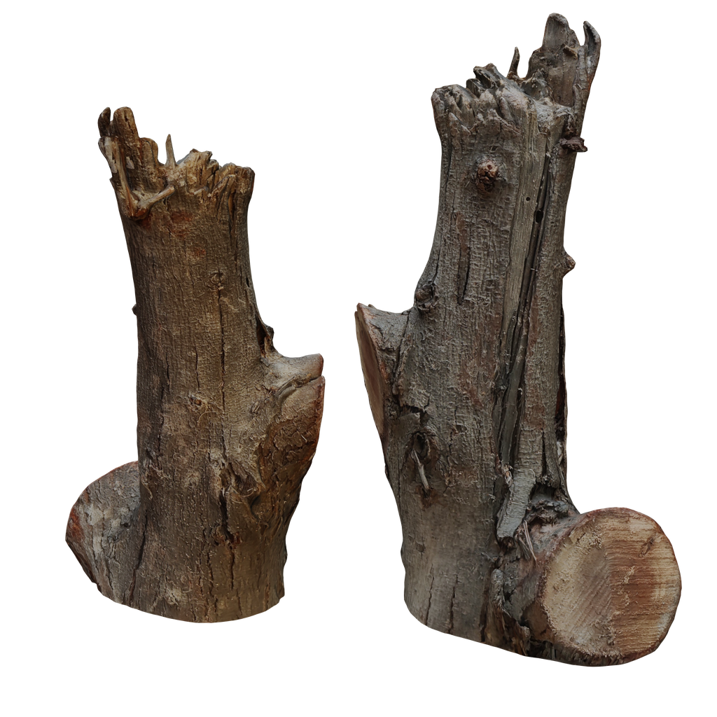 Trunk scanned | FREE Trees models | BlenderKit