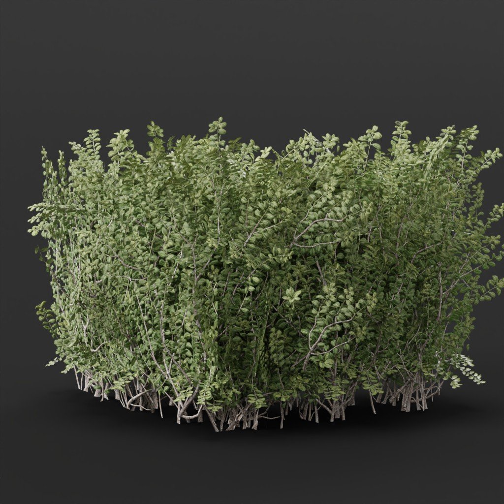 Boxwood Hedge Edge Round Variation | Outdoor Plants models | BlenderKit