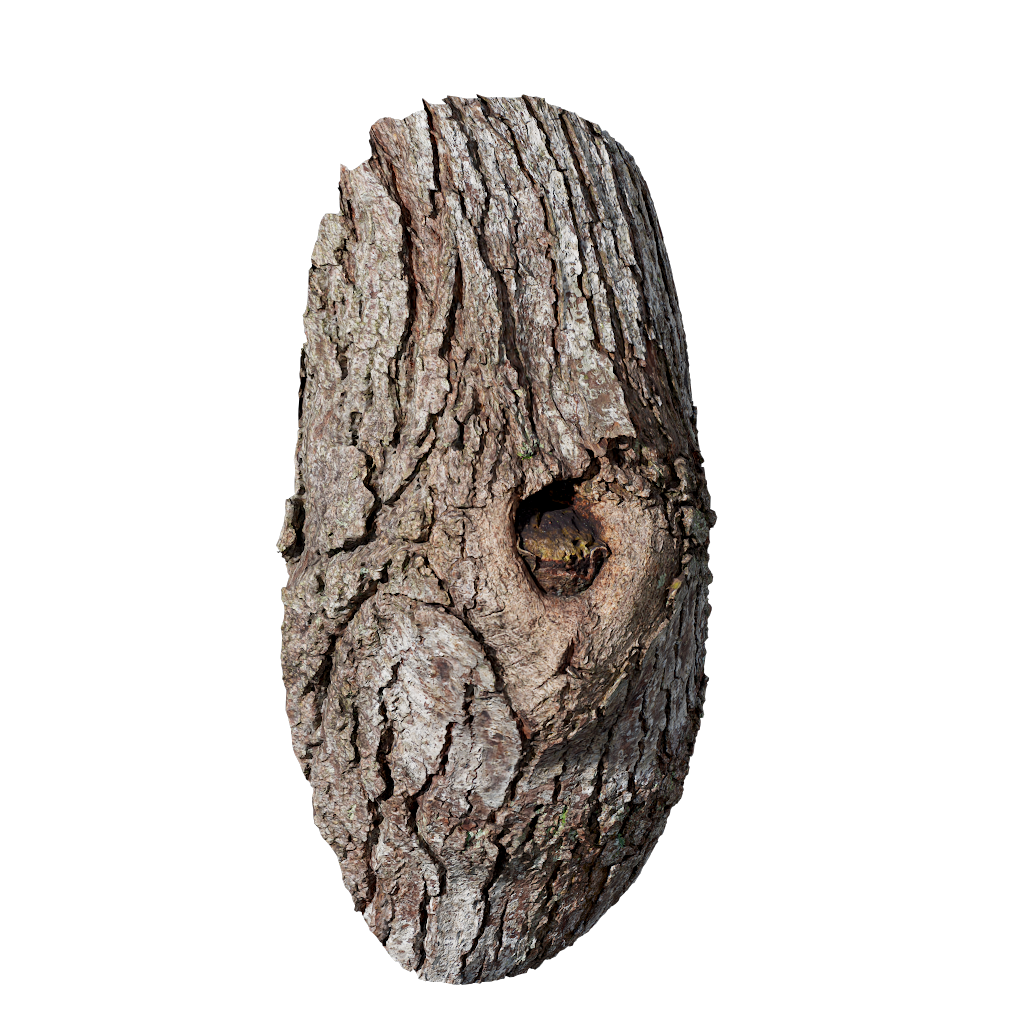 Cinnamomum camphora Burl | FREE Trees models | BlenderKit