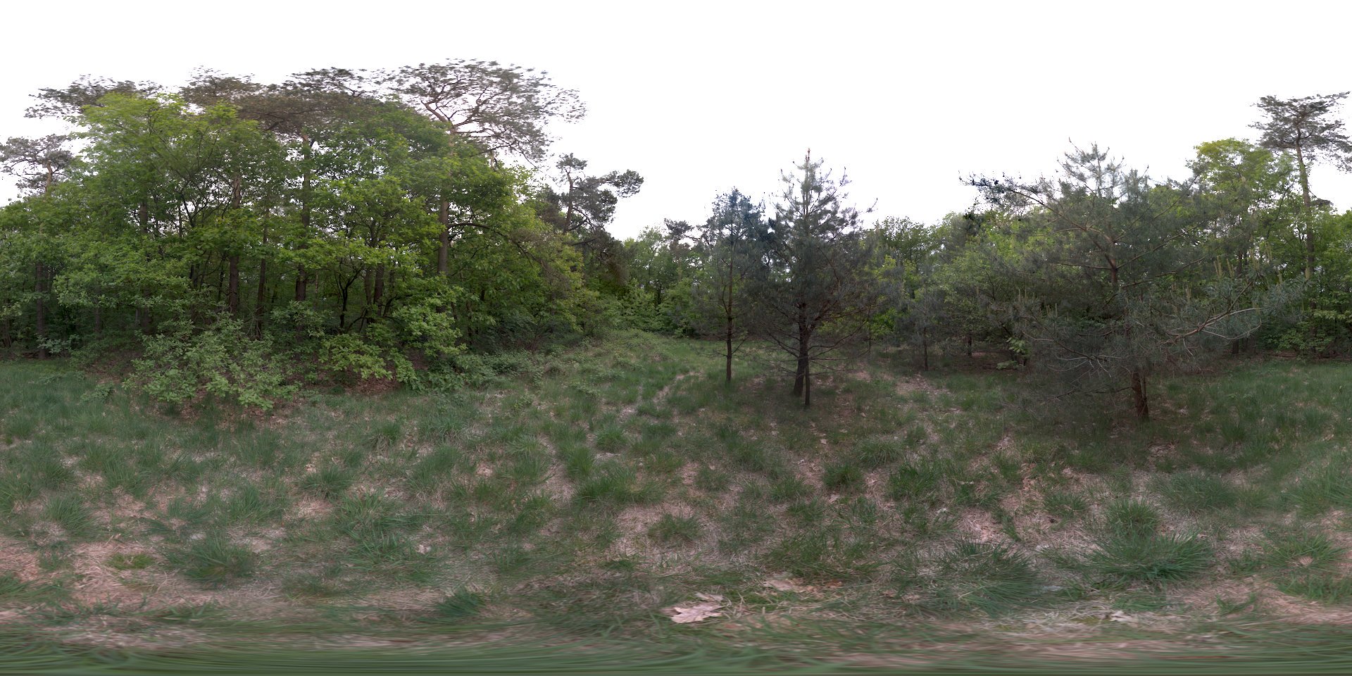 Overcast Forest Clearing (Netherlands) | FREE Nature HDRis | BlenderKit