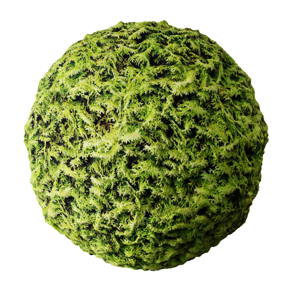 Hedge Conifer | FREE organic materials | BlenderKit