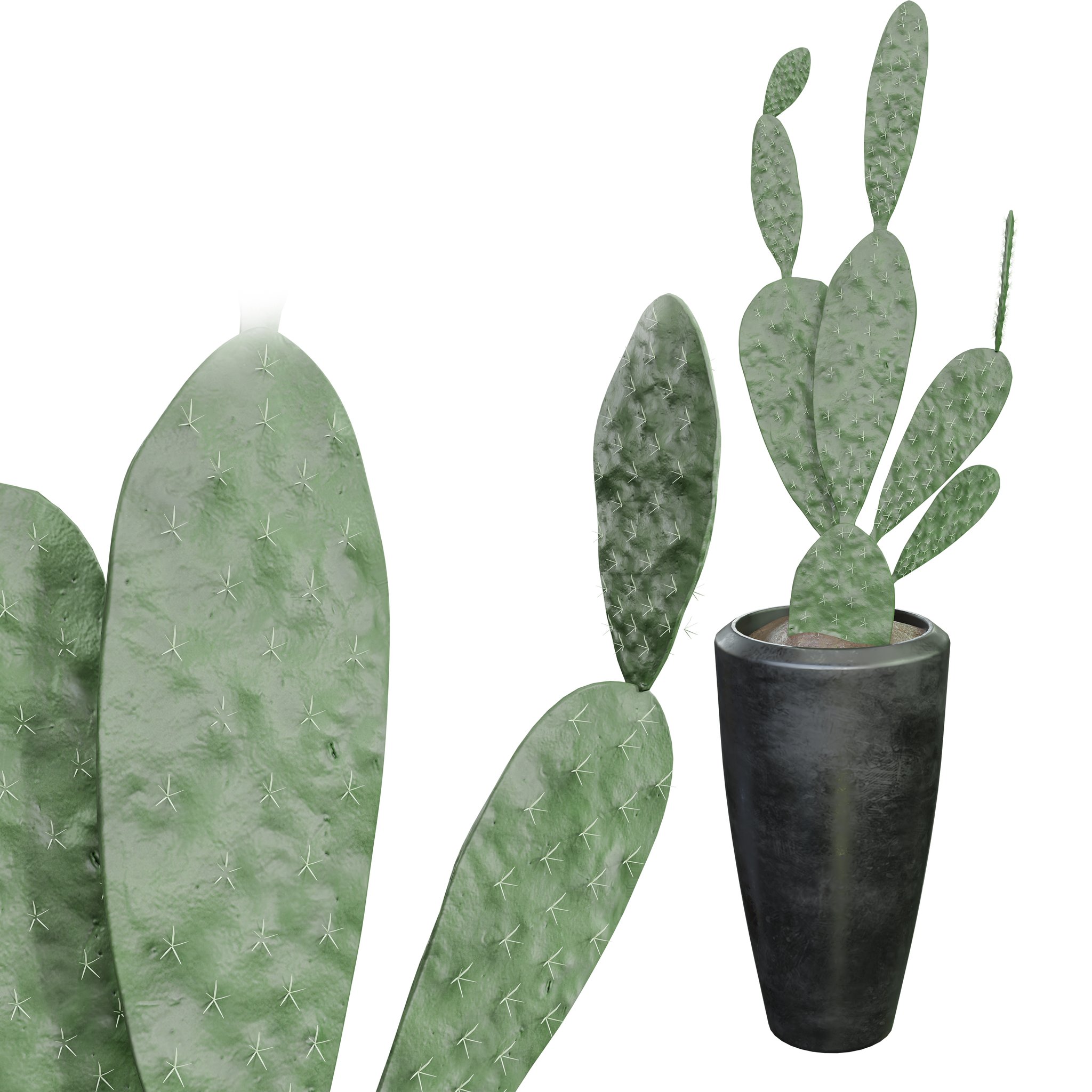 Cactuses SETC | Indoor Plants models | BlenderKit