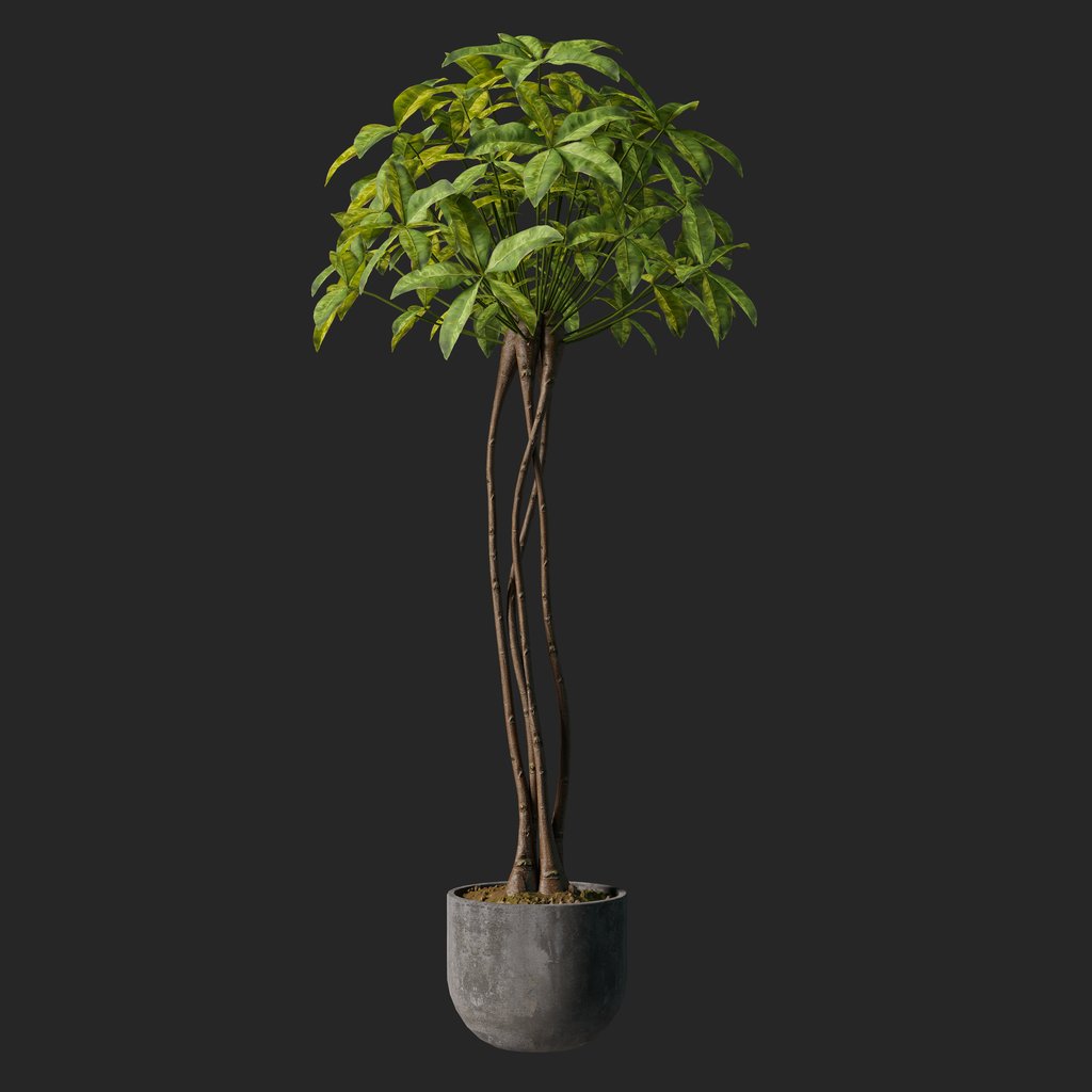 Plant | Indoor Plants models | BlenderKit