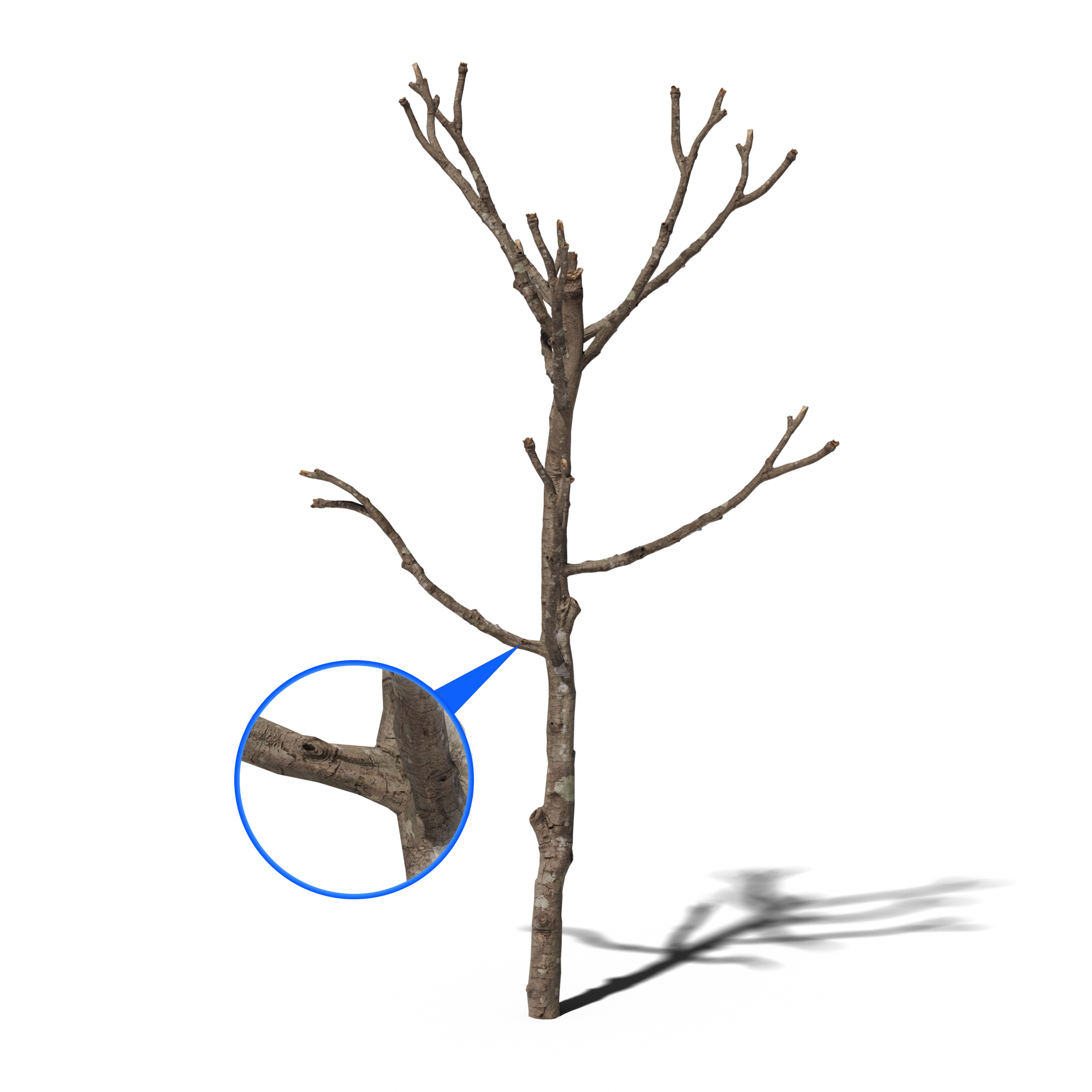 Dead tree HQ | FREE Trees models | BlenderKit