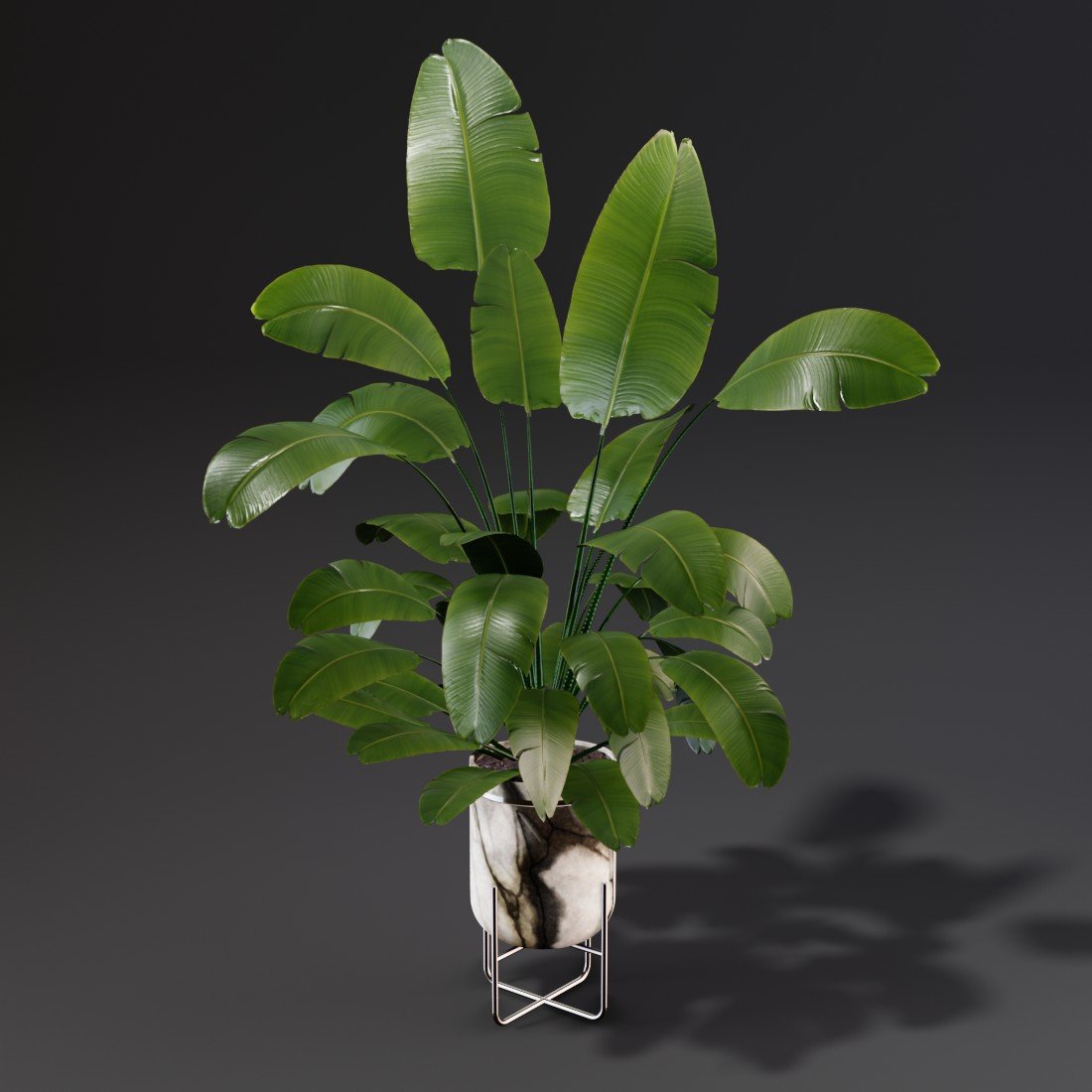 Strelitzia set 04 | Indoor Plants models | BlenderKit