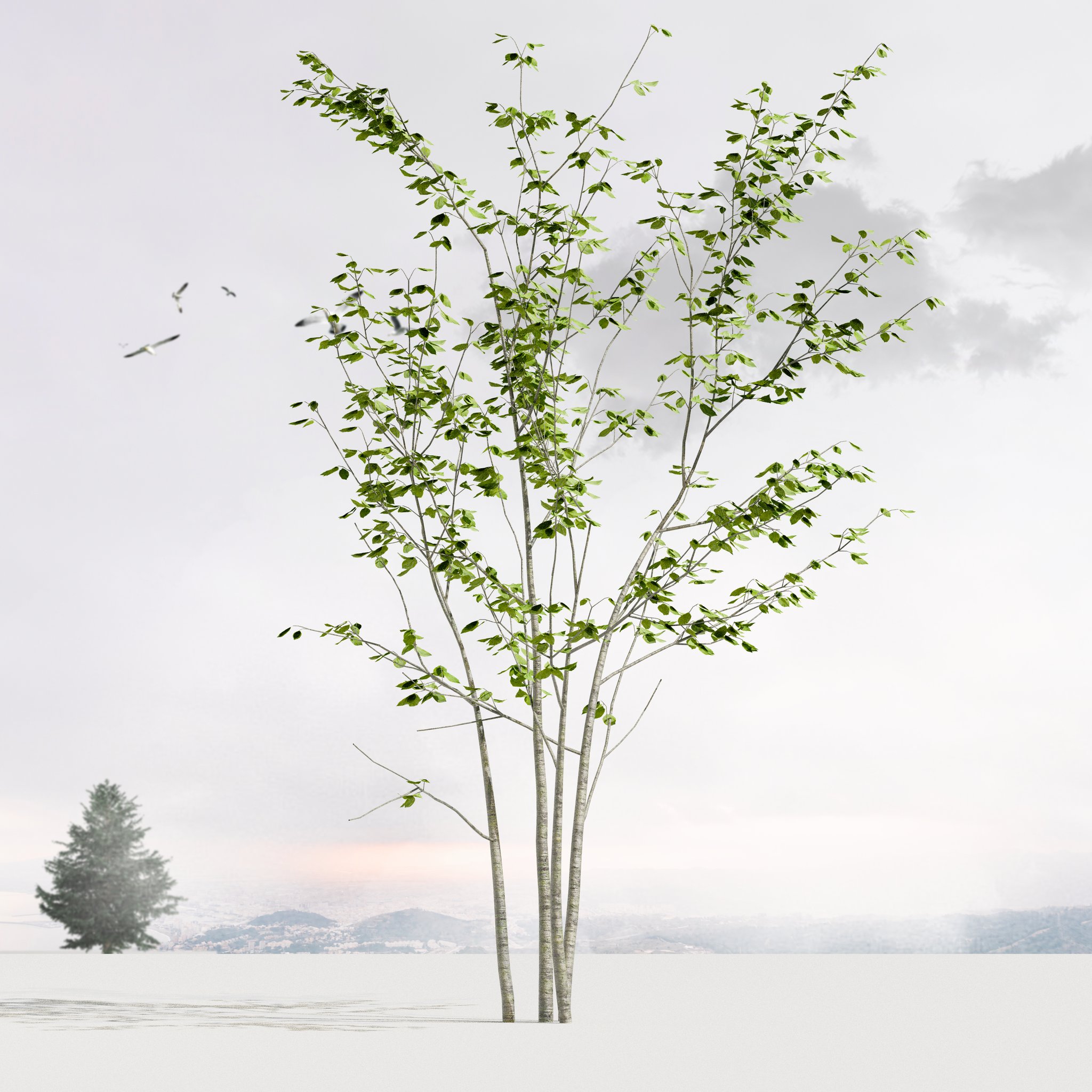 JungleTree Carapa Guianensis Clustered | FREE Trees models | BlenderKit