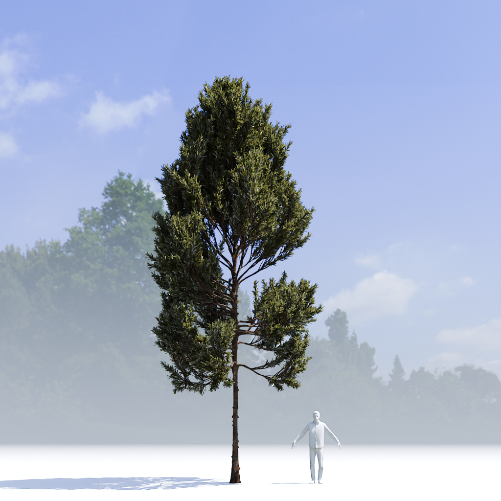 Coniferous Tree | Trees models | BlenderKit