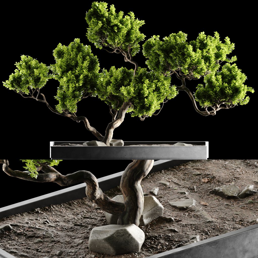 BONSAI Indoor Plant | Indoor Plants models | BlenderKit
