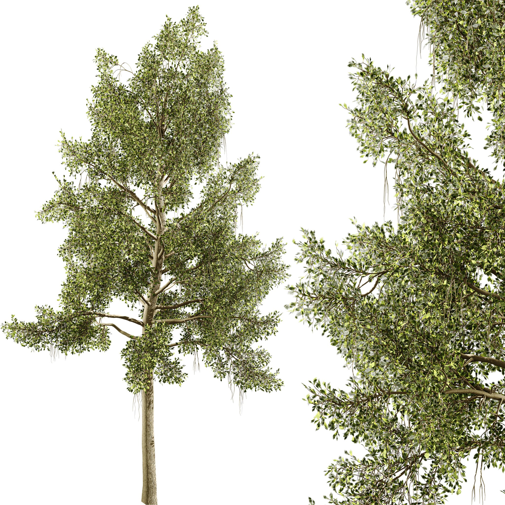 Oak tree | Trees models | BlenderKit