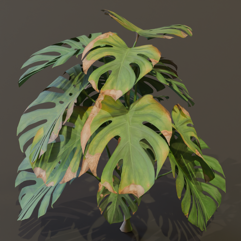 Monestera Plant Elder | Outdoor Plants models | BlenderKit