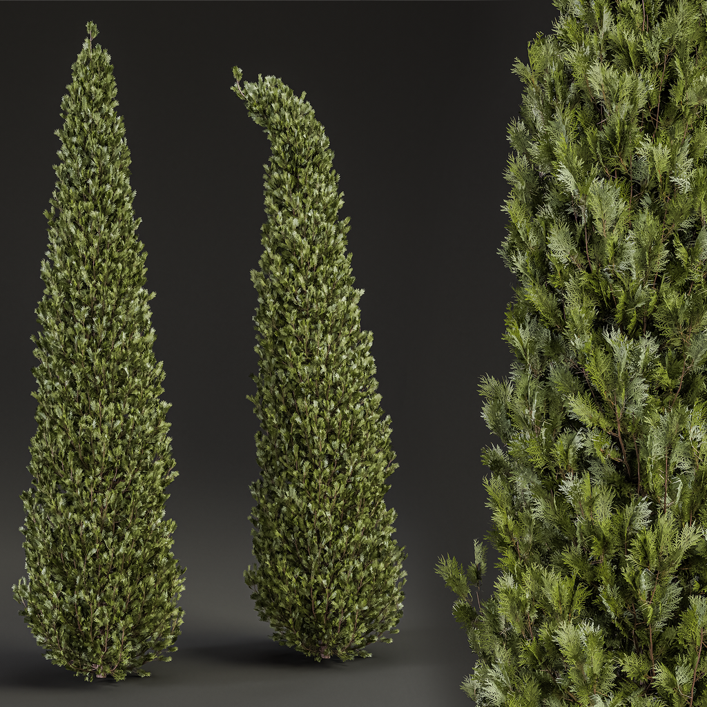 BlenderKit | Download the Cypress tree model
