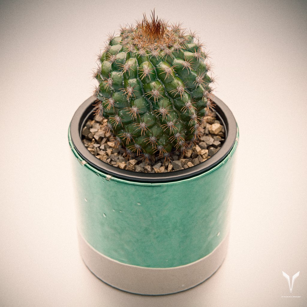 Ball Cactus Parodia Prestoensis | FREE Indoor Plants models | BlenderKit