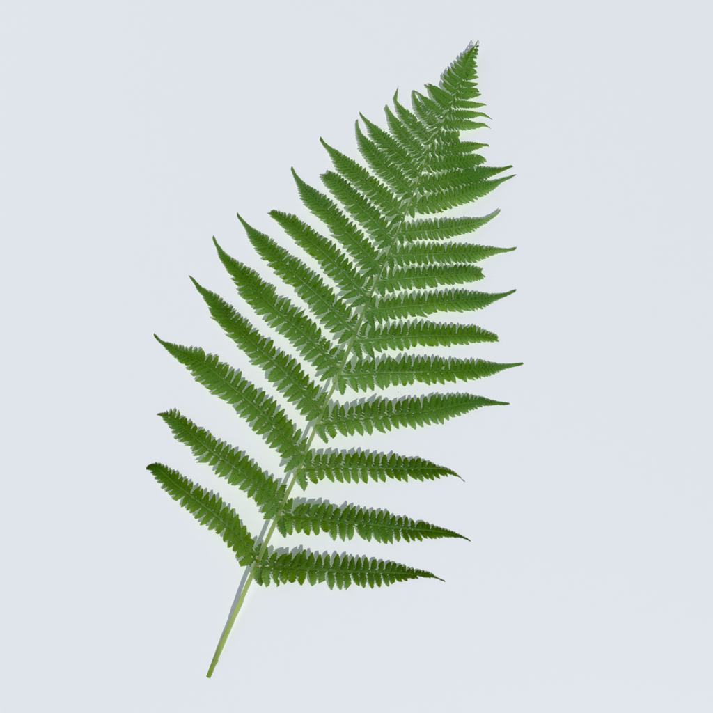 Fern Leaves | Nature models | BlenderKit