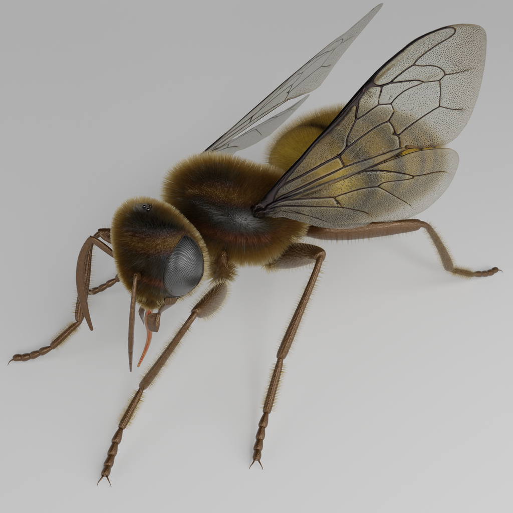 Honey bee | FREE Insects models | BlenderKit