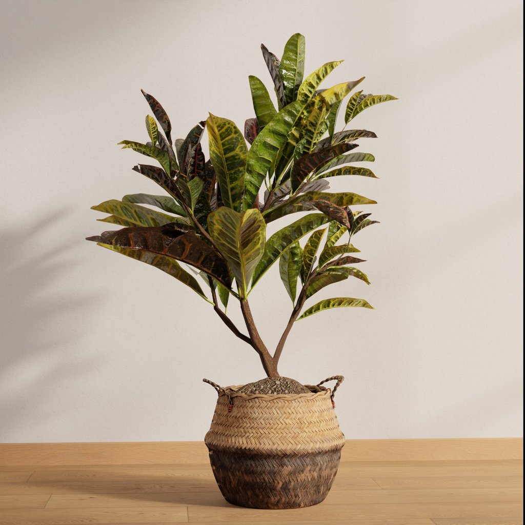 Croton Plant in Woven Basket | Indoor Plants models | BlenderKit