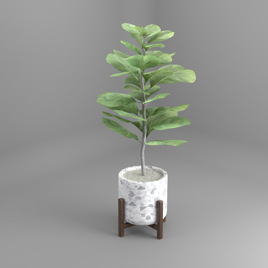 Plant Indoor Fiddle Fig Tree | Indoor Plants models | BlenderKit